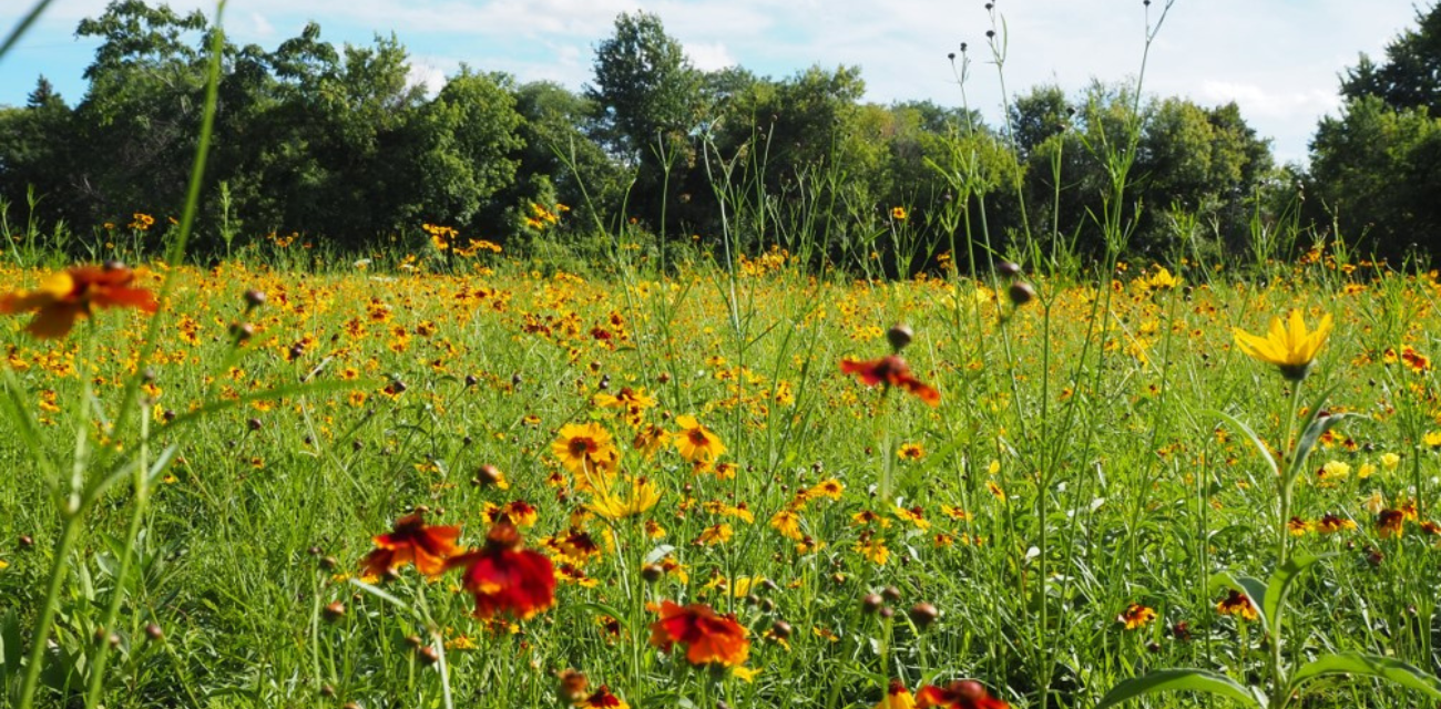 Diane Cheklich: 2022 Petoskey Prize winner - Michigan Environmental Council