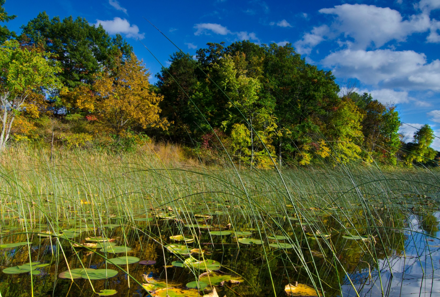 Conserving land in Michigan’s most developed region - Michigan ...
