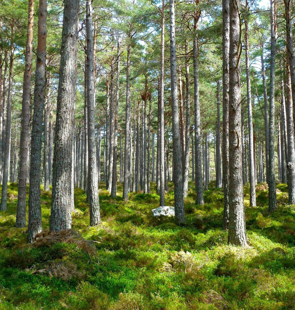 Discover the Evergreen Society - Michigan Environmental Council