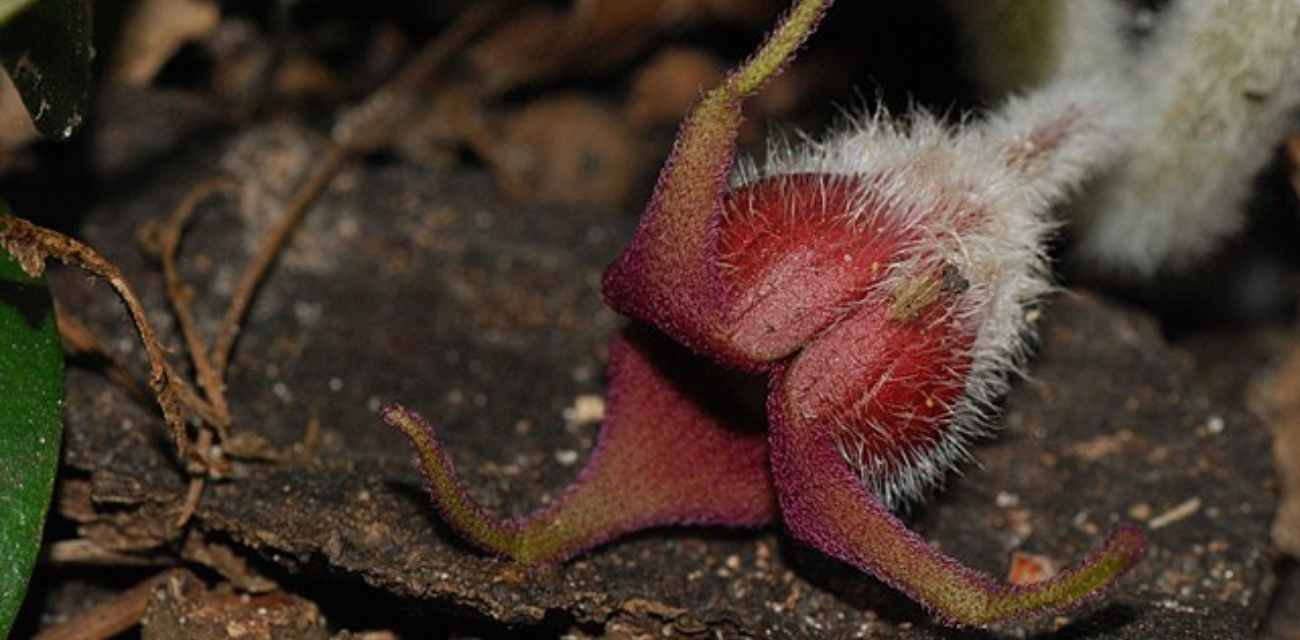 Hawk moths in the night, carrion flowers on the floor - Michigan ...